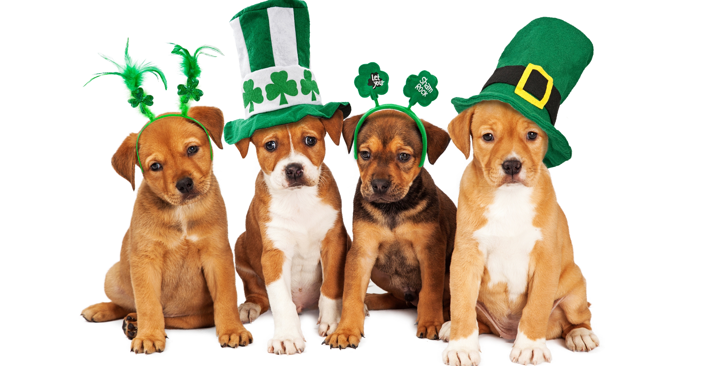 Kansas City Pet Care Services | Woofie’s®