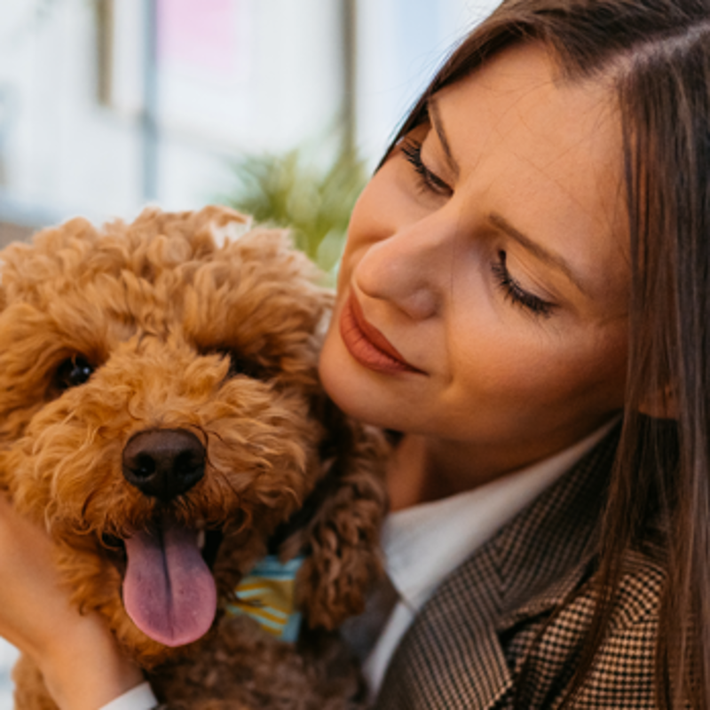 7 Reasons Doodle Owners Prefer Mobile Grooming | Woofie’s