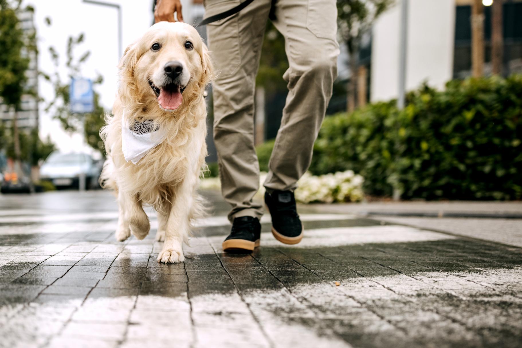 Why Midday Dog Walks are a Good Idea | Woofie's Pet Care