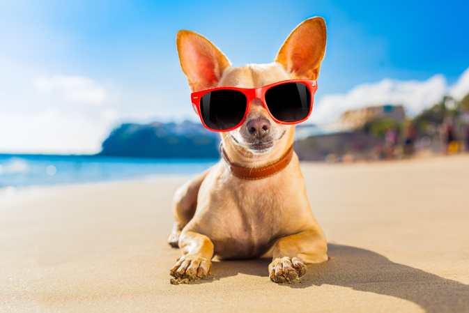 Summer Safety Tips for Pets