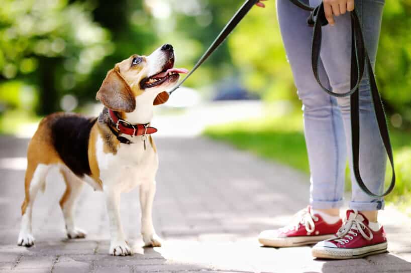 What Are The Benefits Of Walking Your Dog