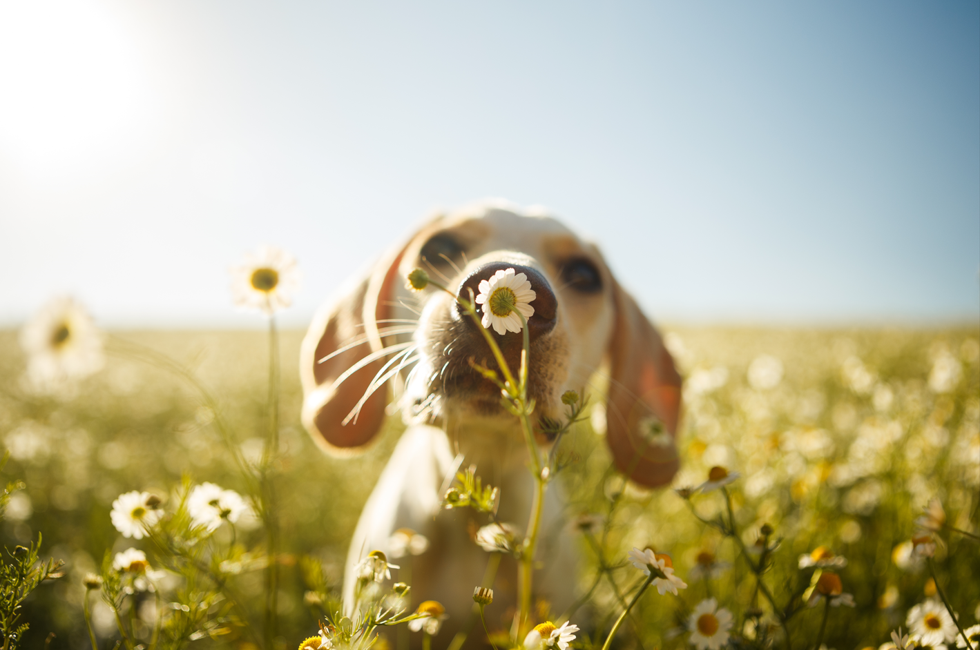 10 Fun Spring Activities to Do with Your Dog | Woofie's Pet Care