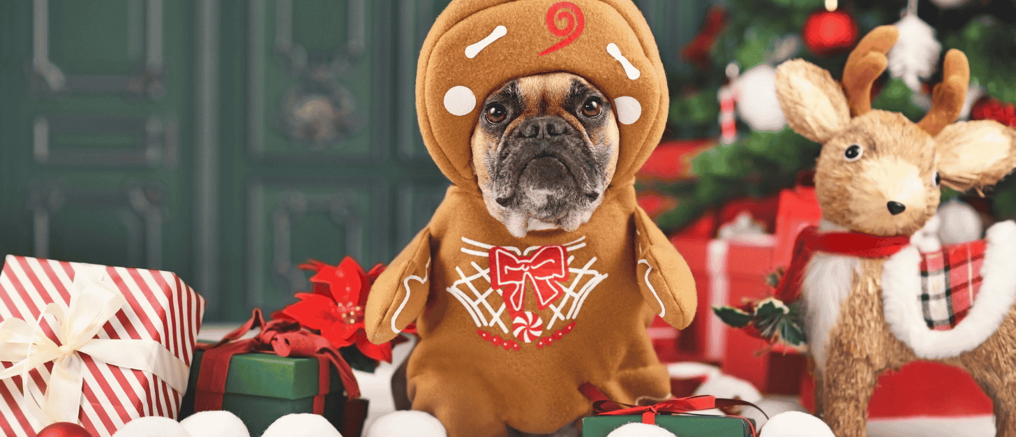 Top 5 Holiday Pet Photo Ideas + Why Grooming Matters | Parker, CO