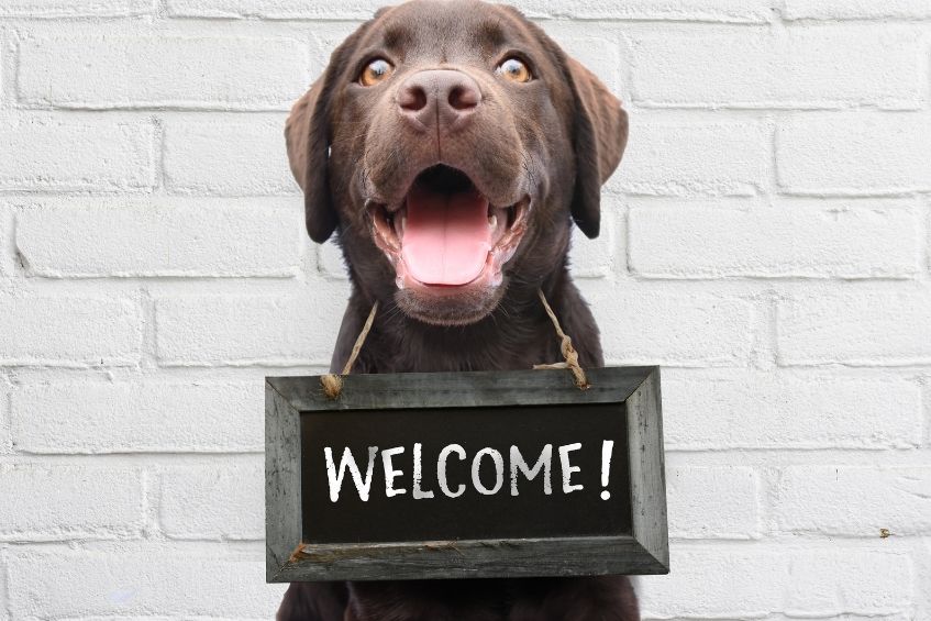 How Do Dogs Know When It's Time for Us to Arrive Home from Work?